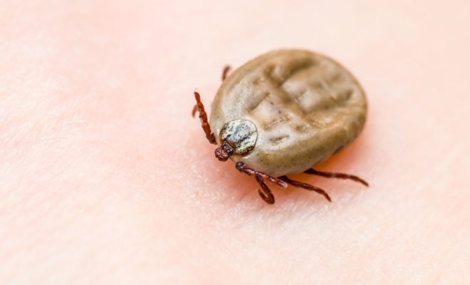 3 astuces naturelles pour se protéger contre les tiques - Mes Astuces Faciles